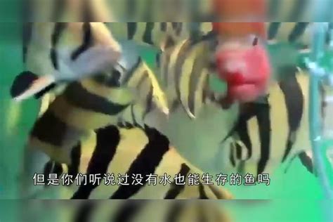 世上最牛的鱼，离开水4年晒成鱼干还没死，生命力太顽强 离开 生命力