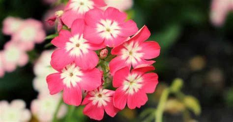 Phlox Flower Meaning and Symbolism - WhenYouGarden.com