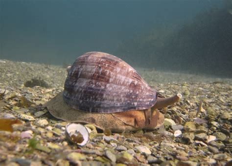 Gastropod The Giant Cuttlefish