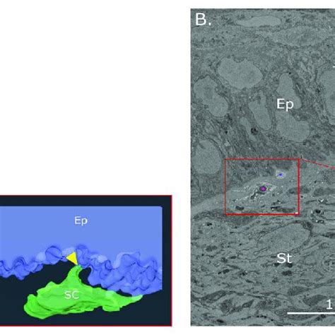 Direct Interaction Between Limbal Stromal And Basal Epithelial Cells In