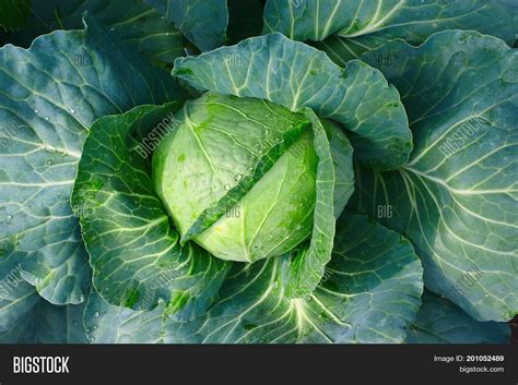 Cabbage Closeup Image And Photo Free Trial Bigstock