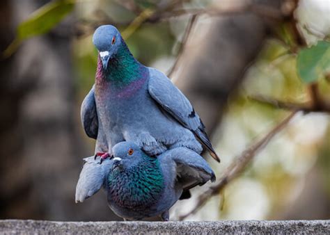Taubensex Bilder Durchsuchen 1254 Archivfotos Vektorgrafiken Und