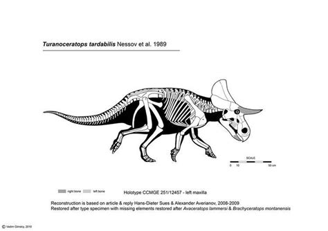 Turanoceratops Alchetron The Free Social Encyclopedia
