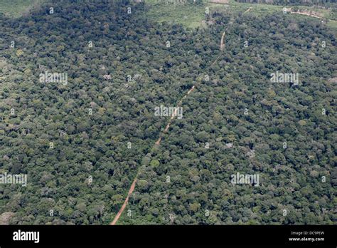 Logging Road Constructed To Provide Access To The Forest For Logging