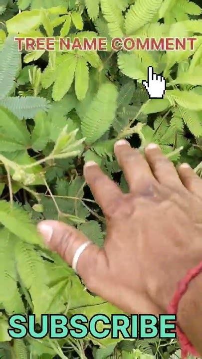 এই গাছের নাম কি 😊comment 😊 Youtube