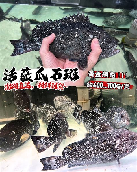 水產教父 注意了~澎湖活藍瓜石斑到貨了，黃金規格1隻約600~700g，保證活得還幫你免費代殺，售完不通知 Facebook
