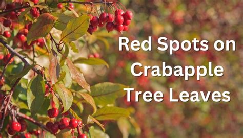 Red Spots On Crabapple Tree Leaves 5 Causes And What To Do Rennie Orchards