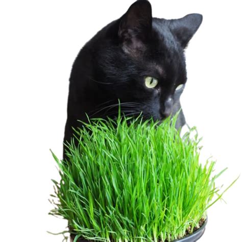 Pet Grass 100mm Lumpys Nursery And Landscape Yard