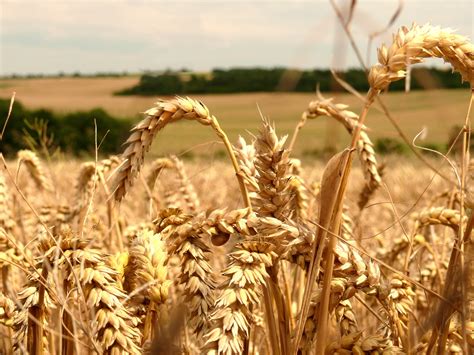 Field Of Grain Free Stock Photo Public Domain Pictures