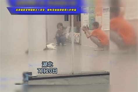 流浪猫看宠物猫被主人宠爱，躲角落偷偷观看别人的幸福