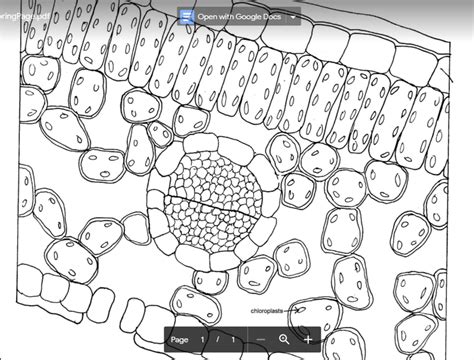 Biology Unit 6 Test Diagram Quizlet