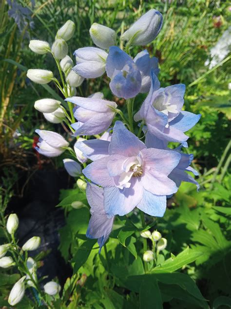 Delphinium Sp Kokotić Vrtni Centar Tvrtko