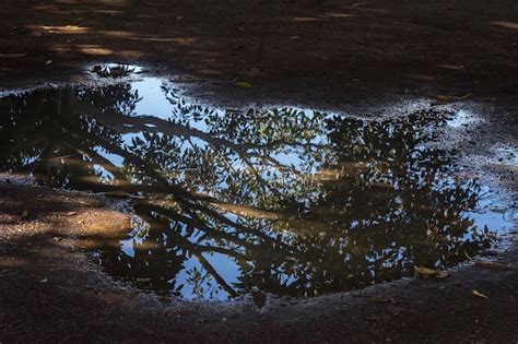 Premium Photo Reflection Of Tree In Lake Premium Photo Reflection Of Tree In Lake