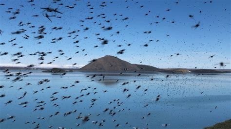 Árni Einarssons Rocs Lecture On The Ecology Of Biodiversity Hotspot