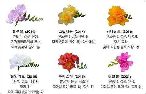 새 학기ㆍ새 출발 달콤한 프리지어 선물 하기