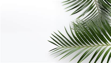 Premium Photo Palm Branch White Background