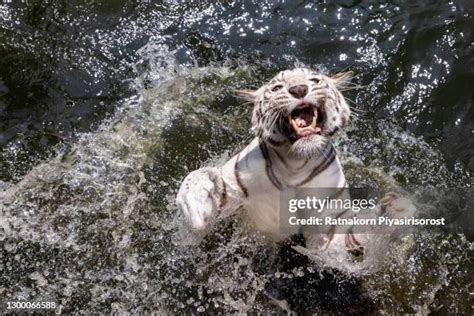 Tiger Fell Photos And Premium High Res Pictures Getty Images