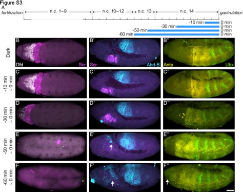 Figure S3 Hox Genes Expression Pattern In Increasing Illumination Time Download Scientific