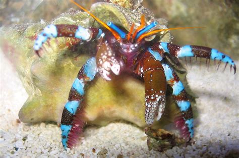 All You Need To Know About Electric Blue Hermit Crab Tropical Fish