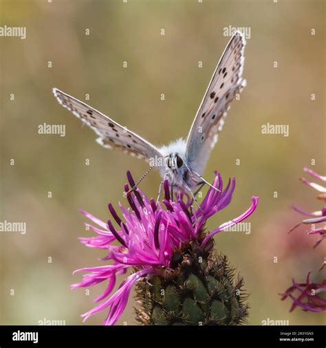 Lysandra Coridon Polyommatus Coridon Male Butterfly Known As