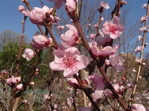 モモバラ科 開花情報 ふれあいガーデン草星舎