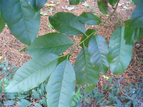 Oxydendrum Arboreum Lily Of The Valley Tree Sorrel Tree Sourwood