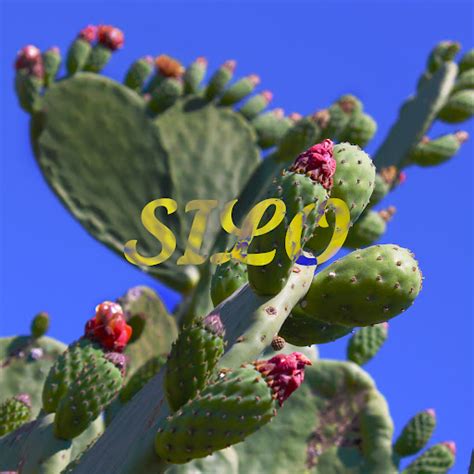 Skeyes Youtube Music