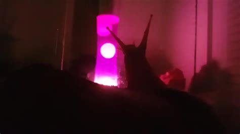 Caught My Giant African Snail Staring At The Lava Lamp Then Quickly Retreating Back To Her