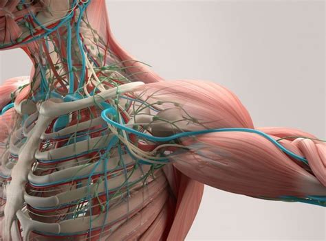 Qué estudia la anatomía Qué es Anatomía