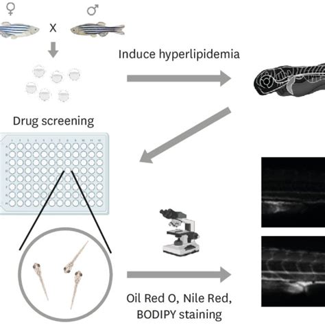 High Throughput Drug Screen Using Zebrafish Hyperlipidemia Models A