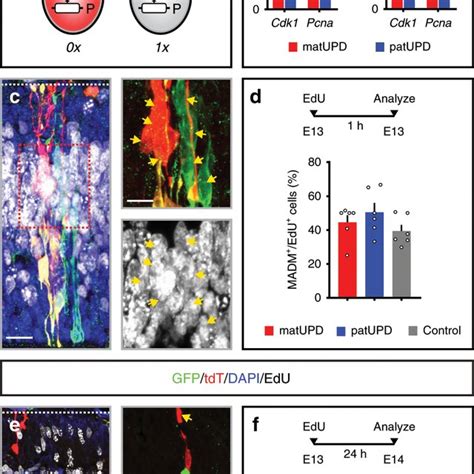 Madm Based Analysis Of Imprinted Cdkn1c Gene Function At Single Cell