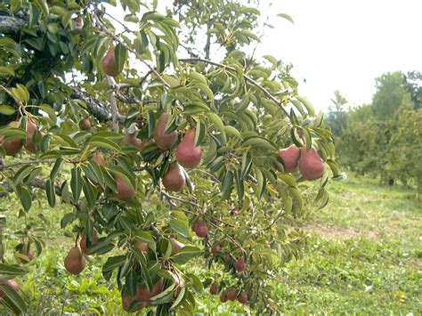 Pears What About Them Feel Well Food