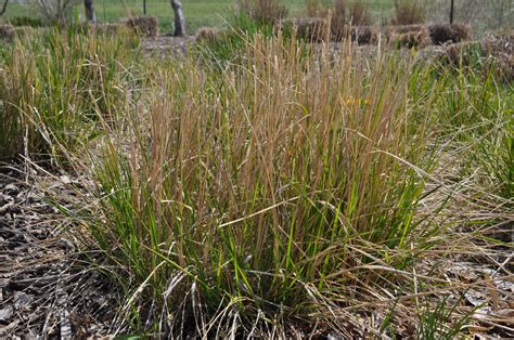 Eldorado Feather Reed Grass