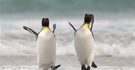 3 Interdependent Relationships In Ecosystems Unit Science Us