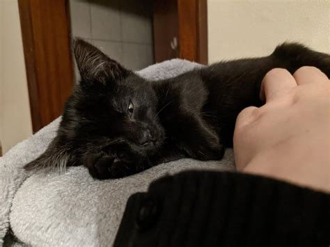 Smol Legs Long Belly 🖤🖤🖤 Rillegallysmolcats