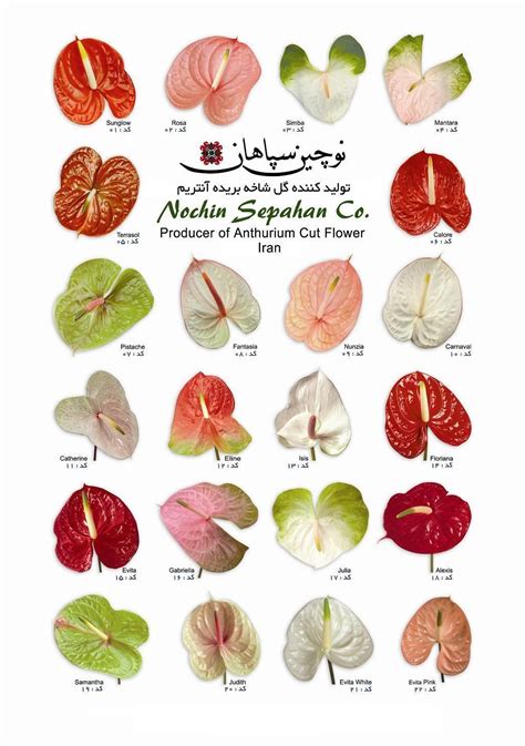 Different Colors Of Anthurium