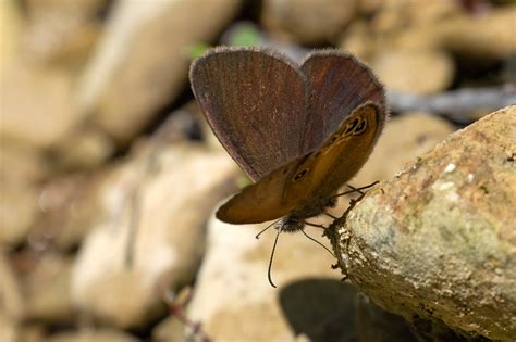 Coenonympha Oedippus Butterflies Of Croatia