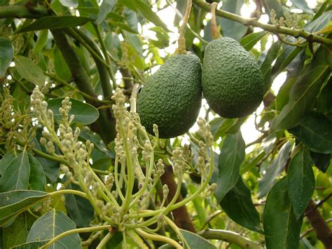 Pin By Yvonne Arceo Buxton On Plants And Gardening Grow Avocado