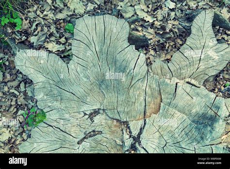 Stump Of Oak Fines Of Oak Of Beautiful Unusual Formvintage Background
