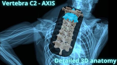 Vertebra C2 Axis Detailed 3d Anatomy Youtube