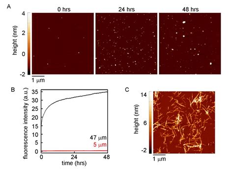 Microtubule Modification Influences Cellular Response To Amyloid β Exposure