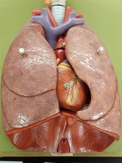 Lungs 2 Diagram Quizlet