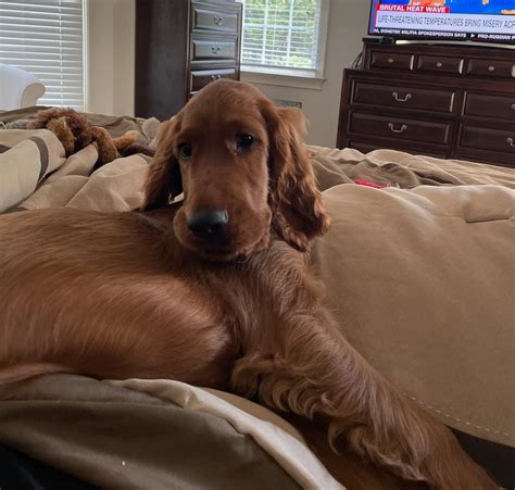 Dusty Ruairis Irish Setter Irish Red And White Setter