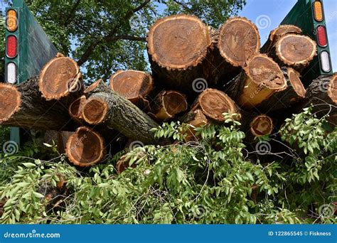 Fresh Cut Elm Logs In Back Of Truck Stock Image Image Of Forestry Truck