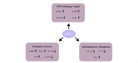 Schematic Of Signaling Molecules In Various Biological Functions Of