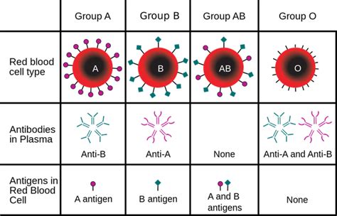Mendelian Genetics Blood Types Zayds Blog