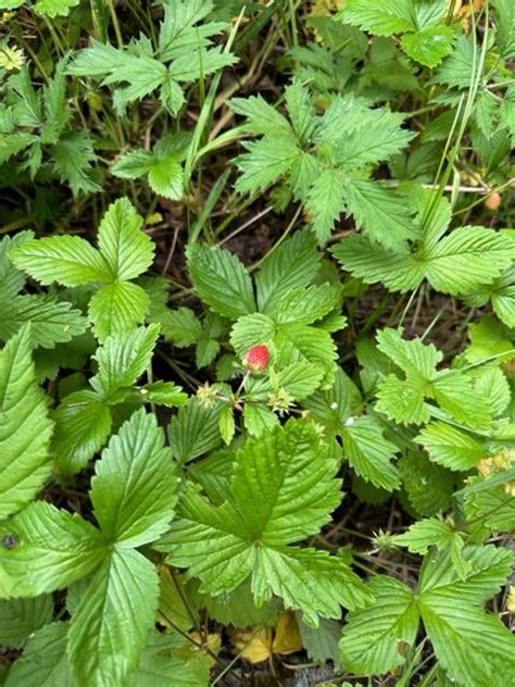 Wild Strawberry Pnw Rplantidentification