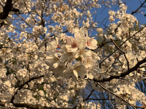 Cherry Blossoms Spring Pink Free Photo On Pixabay Pixabay