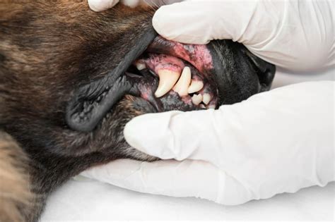 How To Stop And Prevent Periodontal Disease In Dogs Mankato Vets