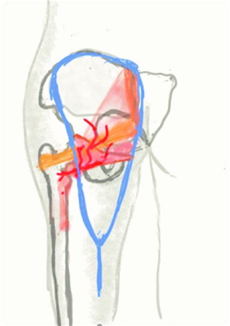 V Y Advancement Of The Flap Download Scientific Diagram